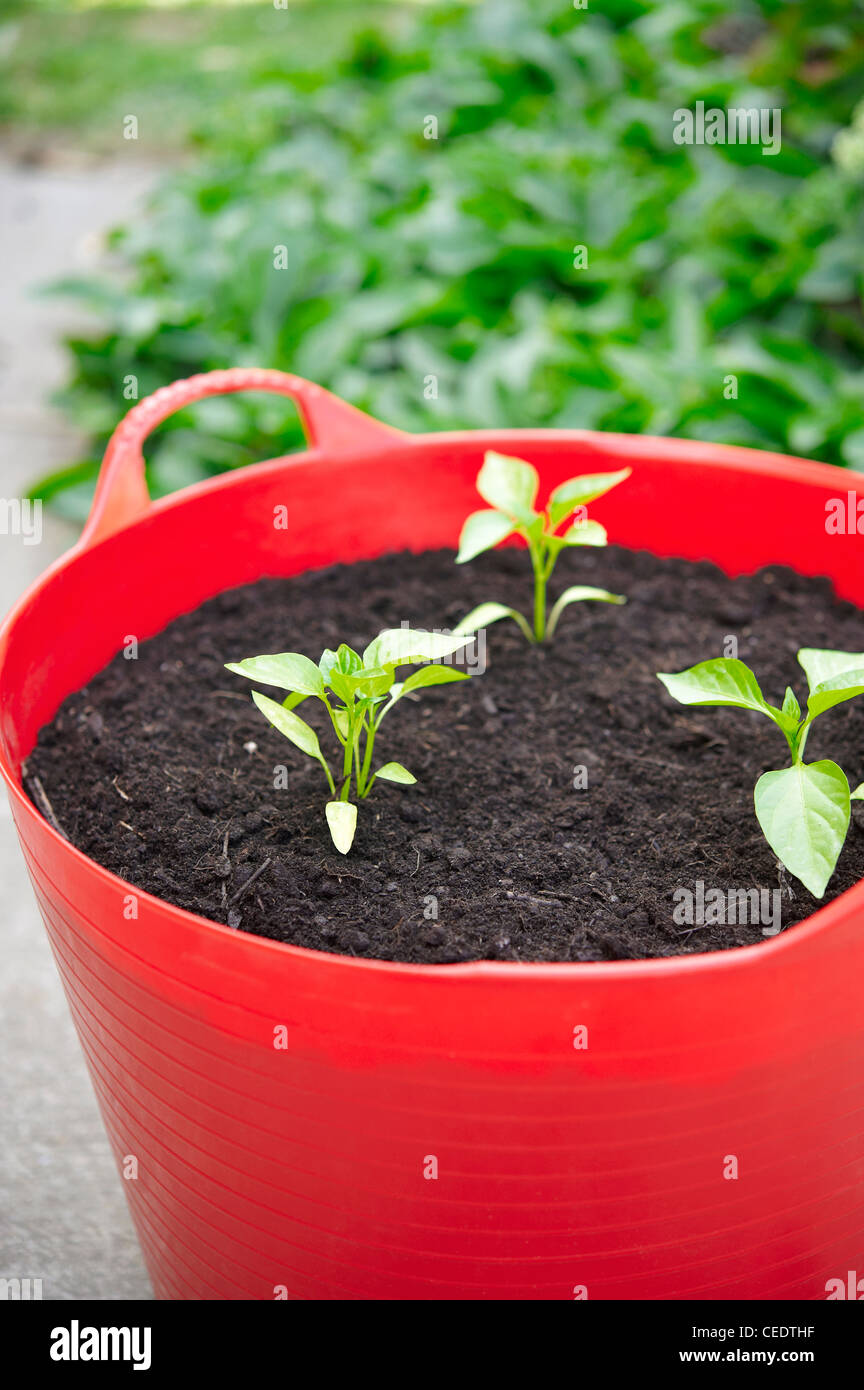 Pepper seedlings in plastic bucket Stock Photo - Alamy