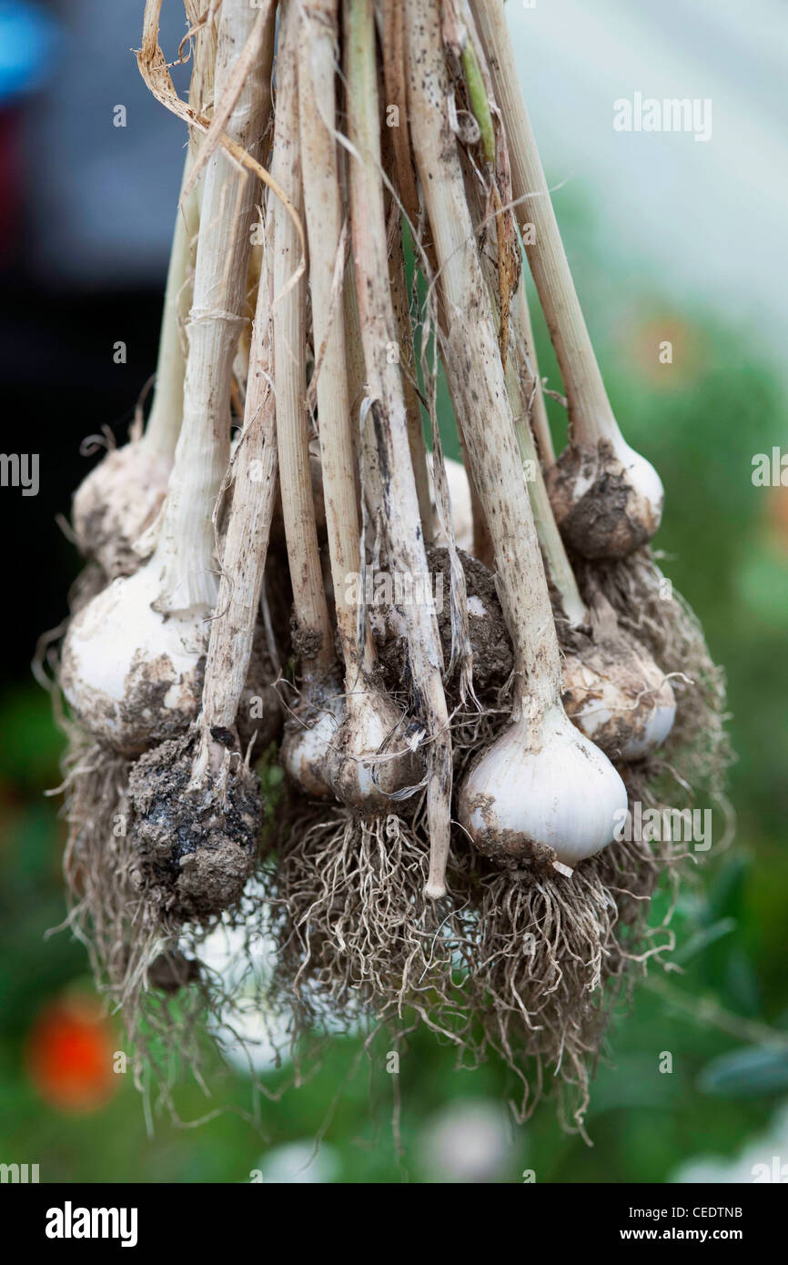 Garlic roots hi-res stock photography and images - Alamy