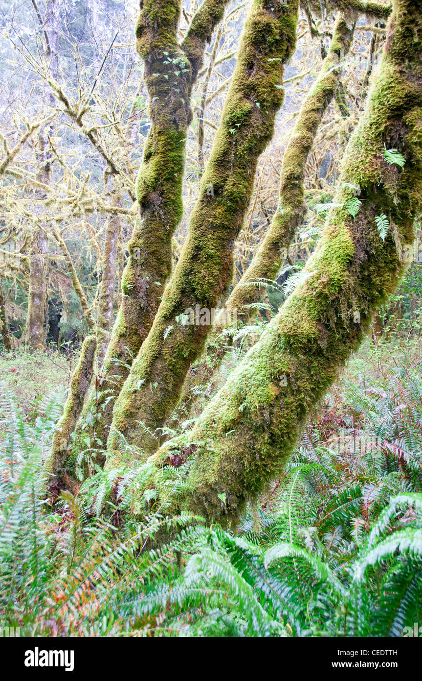 USA, California, Prairie Creek Redwoods State Park, trees at Big Tree ...