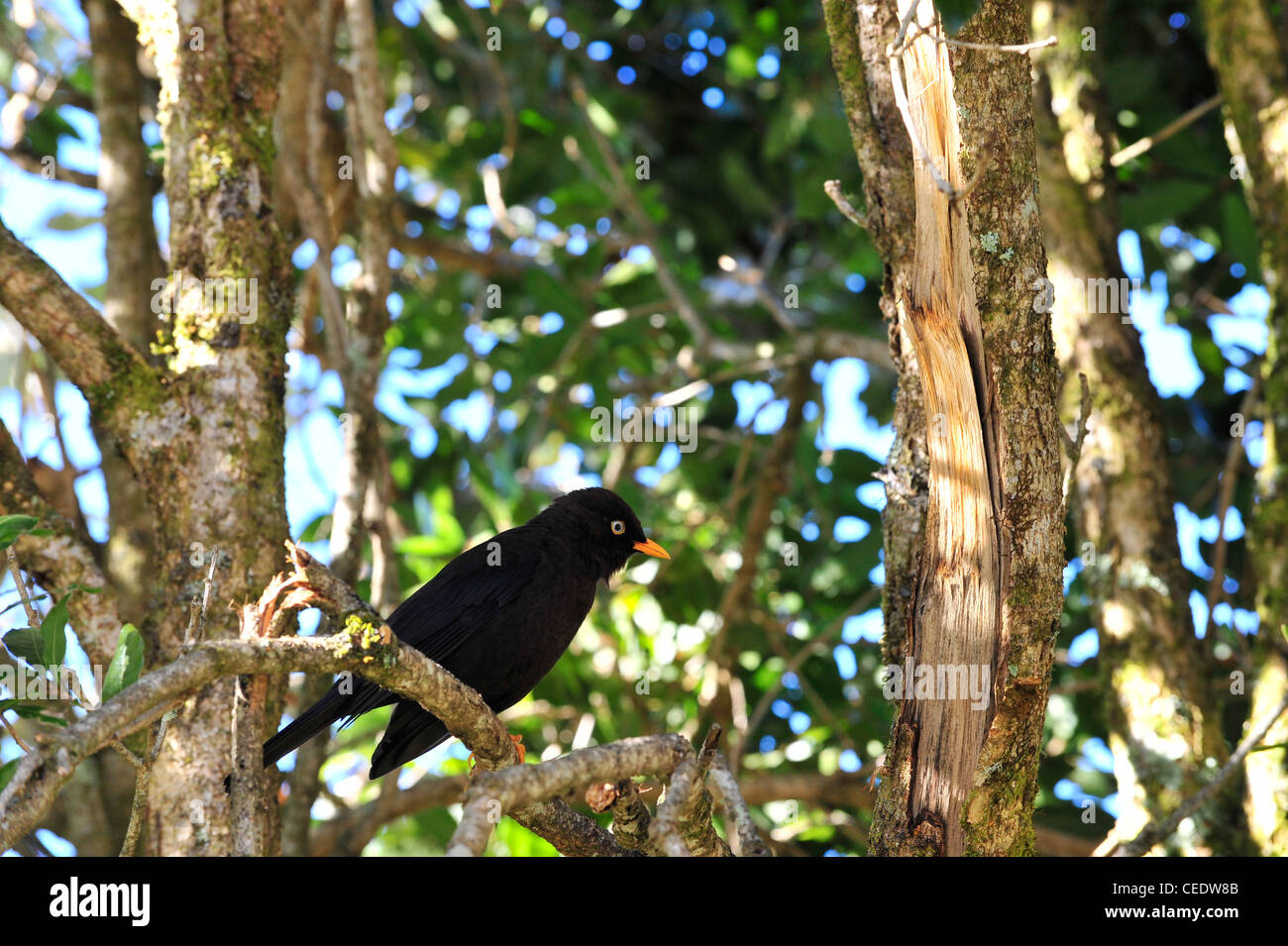 The Sooty Thrush (Turdus nigrescens Stock Photo - Alamy