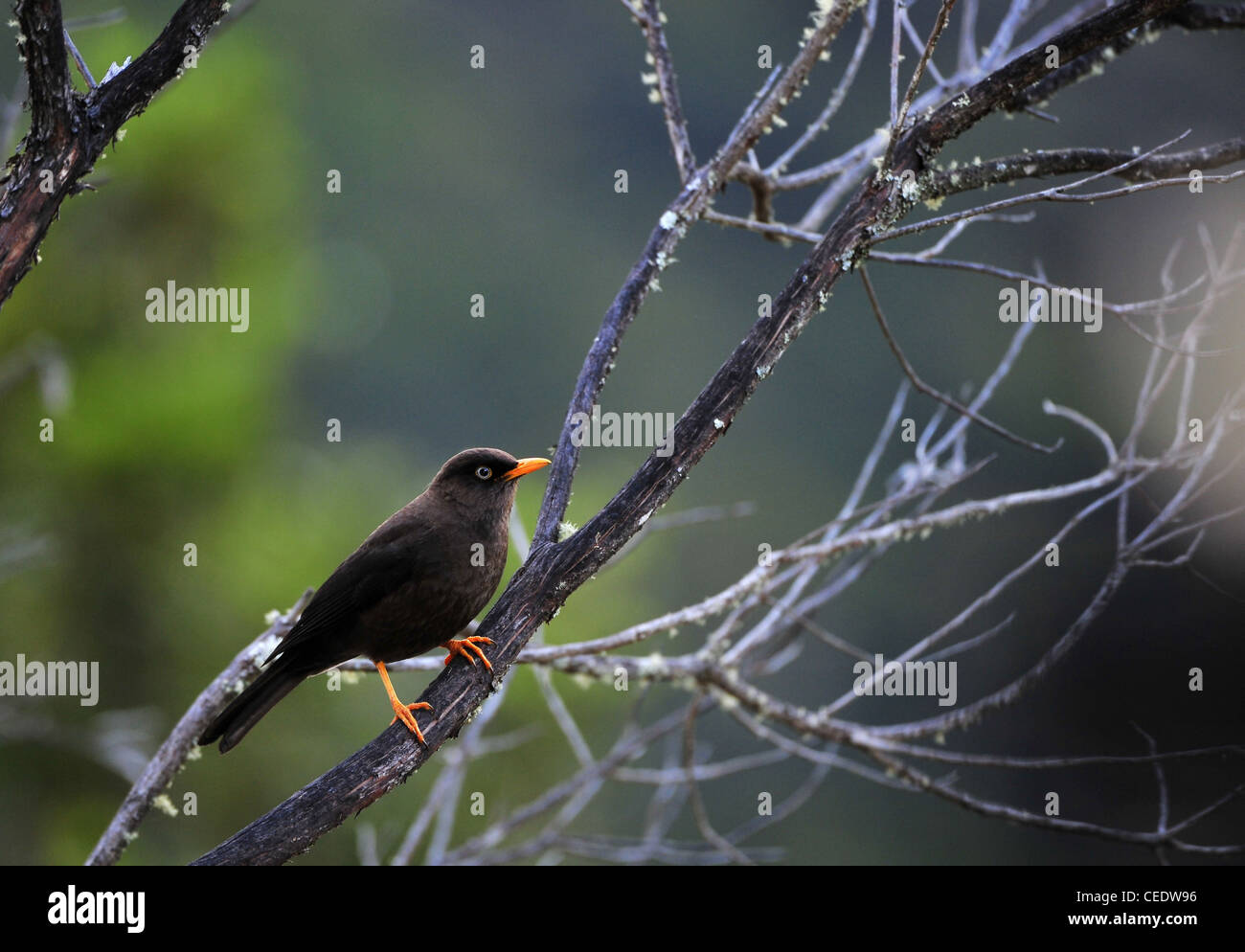 The Sooty Thrush (Turdus nigrescens Stock Photo - Alamy
