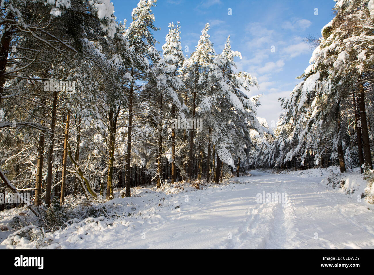 Snow covered fields and forests of Holmbury Hill, east of Guildford ...