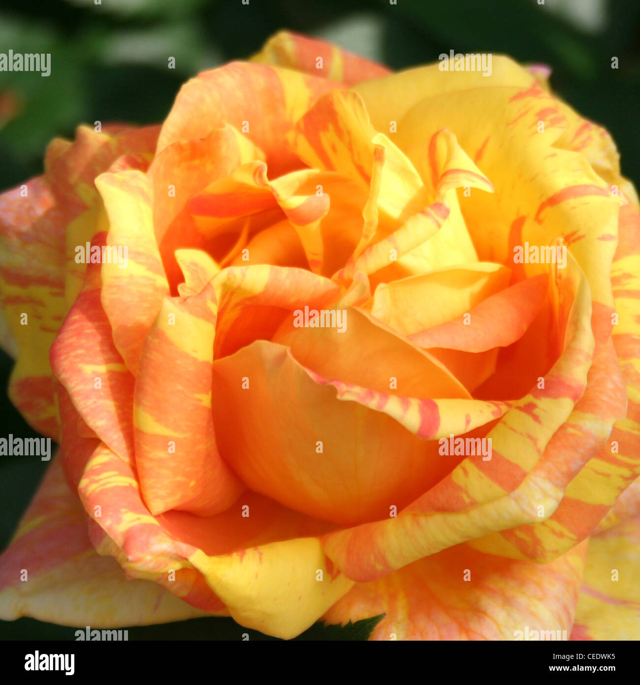 Ose hi-res stock photography and images - Alamy