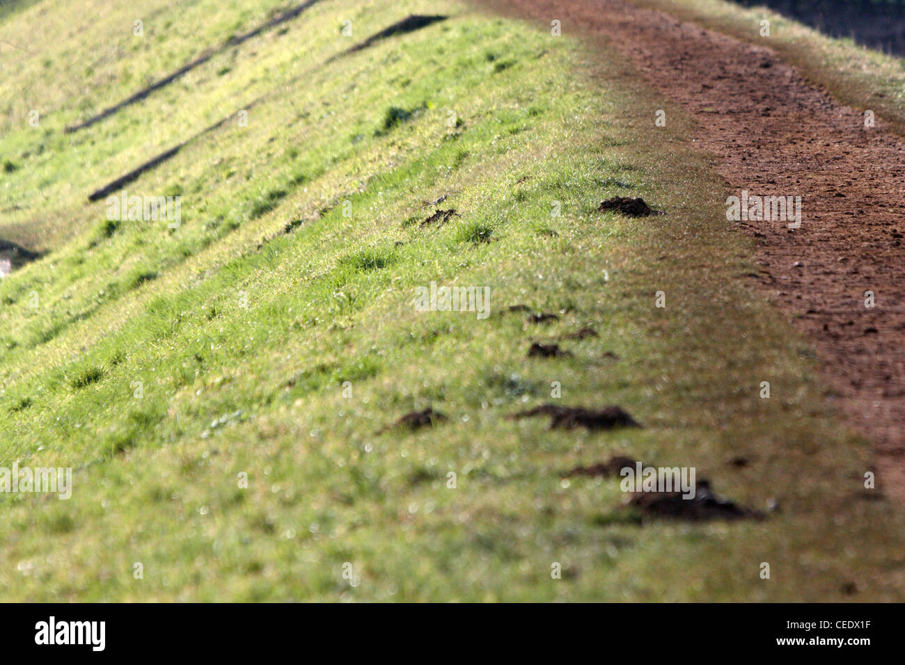 Grass bank at Weston Turville Reservoir Stock Photo - Alamy