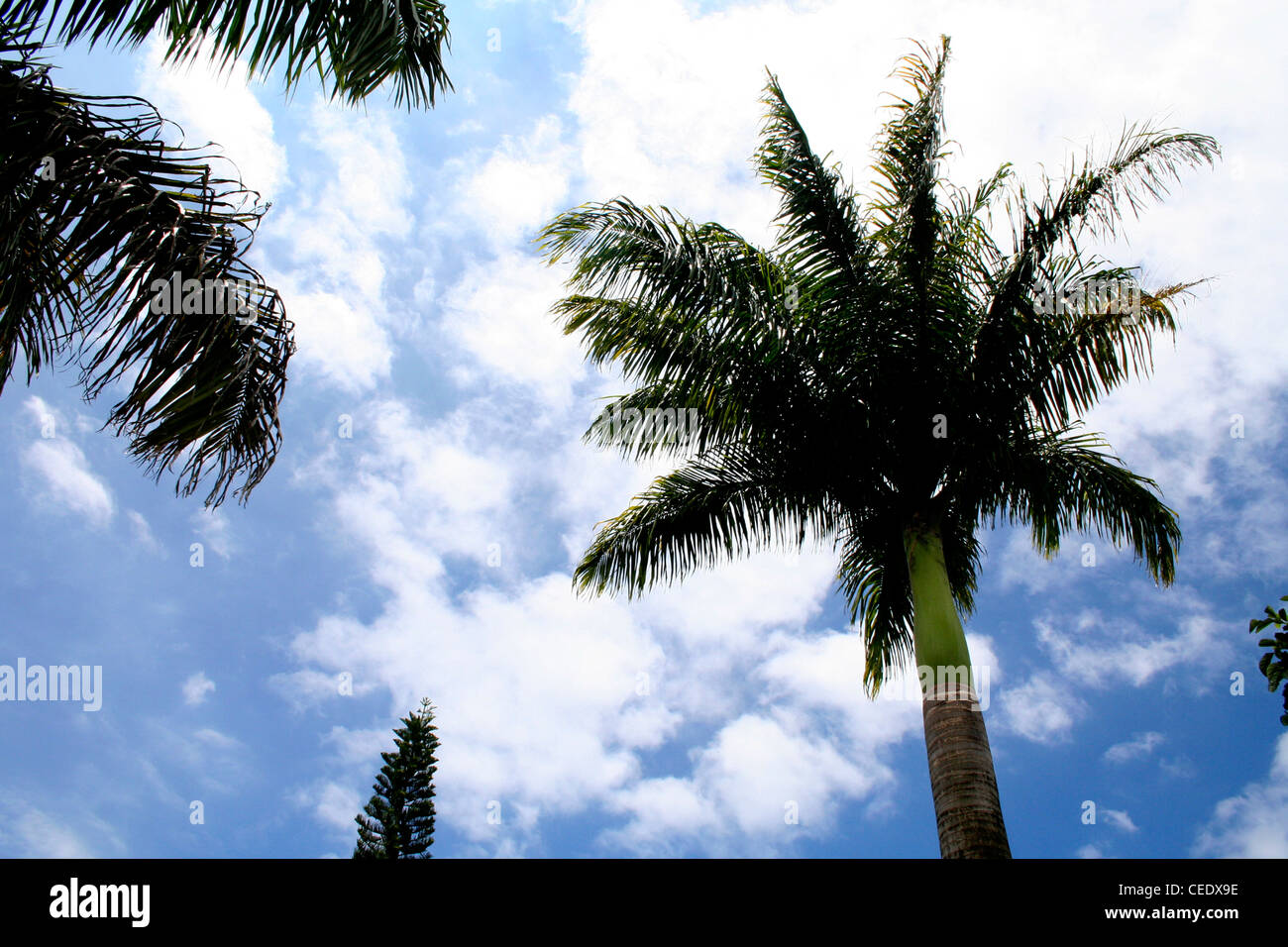 Upside view to palmtrees with clouded sky background Stock Photo - Alamy