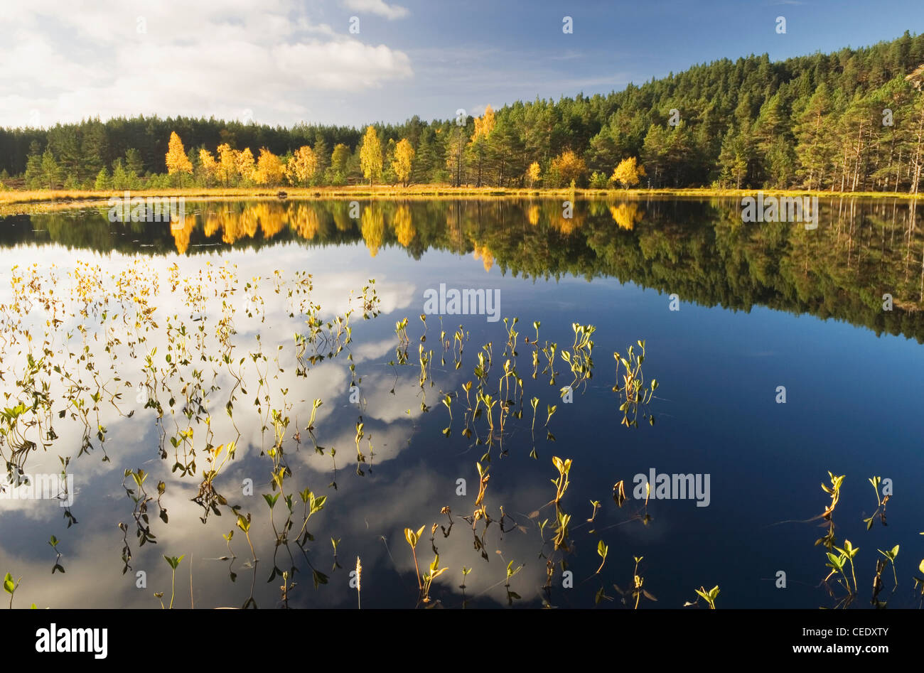 Uath Lochans, Glen Feshie, Cairngorms National Park, Scotland Stock ...