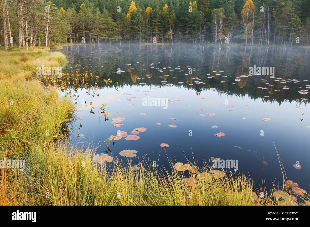 Uath Lochans, Glen Feshie, Cairngorms National Park, Scotland Stock ...