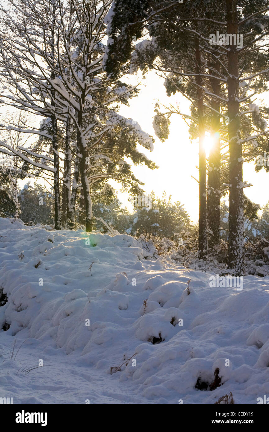 Sunrise Snow Woods Uk High Resolution Stock Photography and Images - Alamy