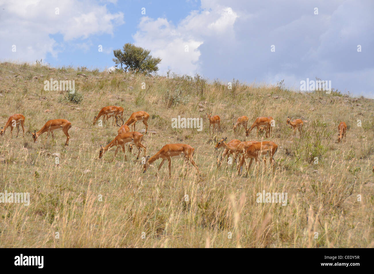 Wild antelopes in the Savanna Stock Photo - Alamy