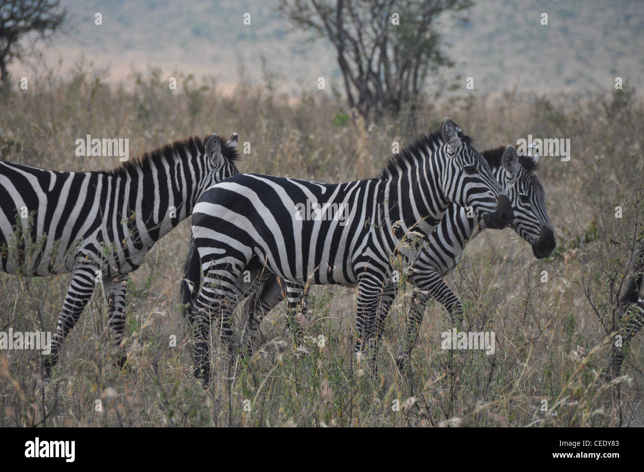 African savanna zebras hi-res stock photography and images - Alamy