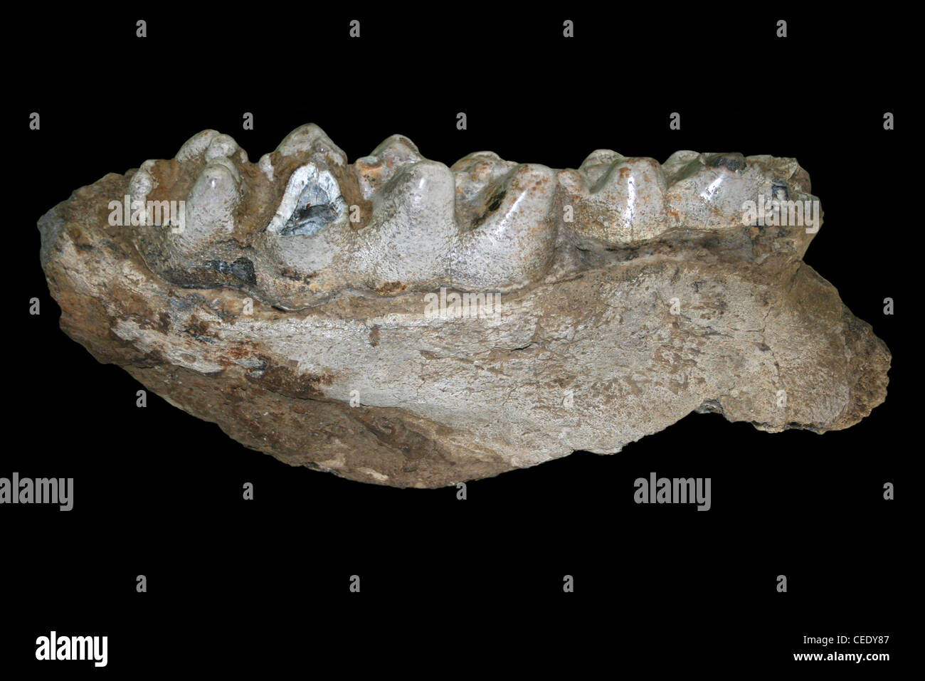 Fragment Of Mandibular Of The Extinct Gomphothere Cuvieronius hyodon ...