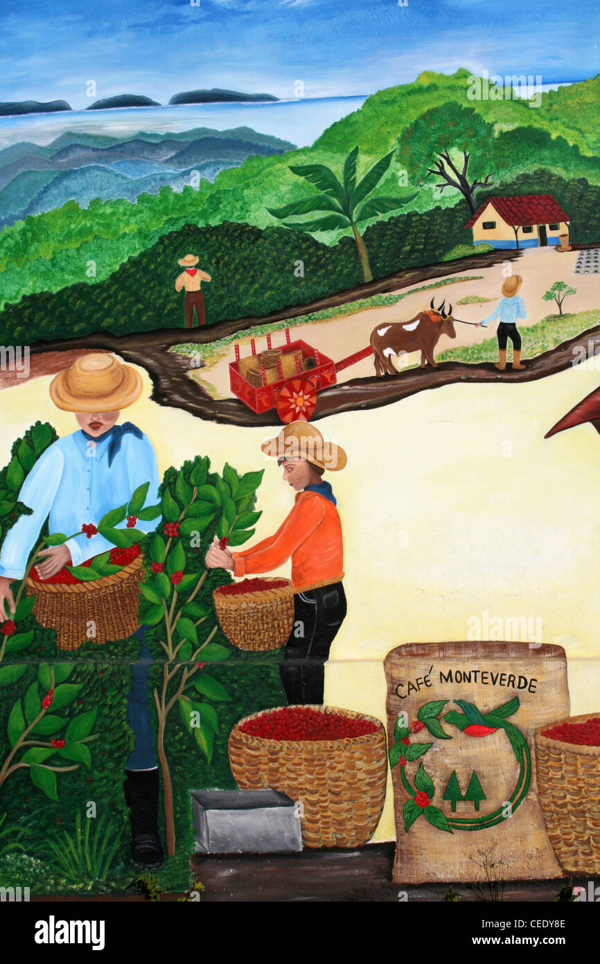 Costa Rica Coffee Picking High Resolution Stock Photography and Images ...