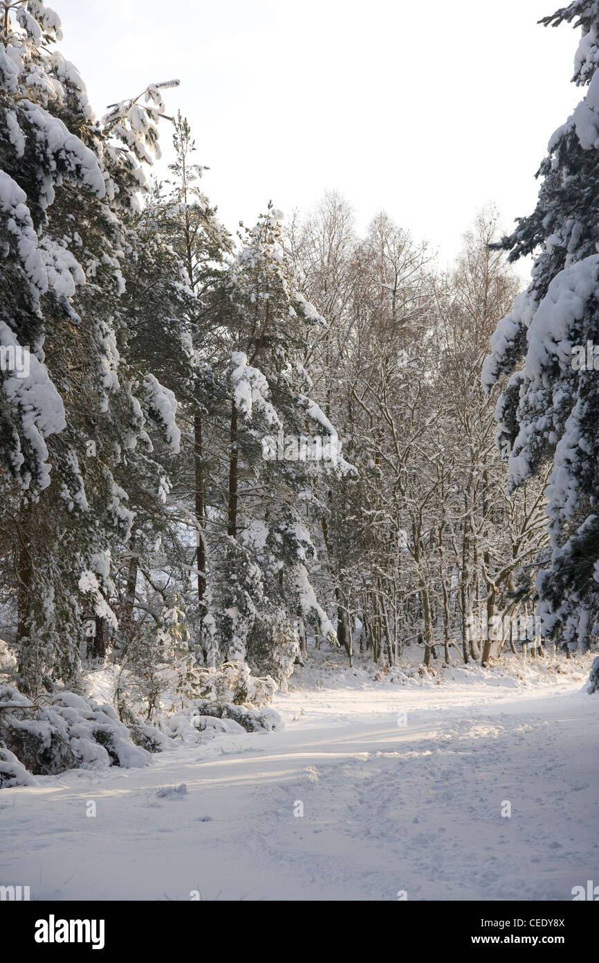 Snow covered fields and forests of Holmbury Hill, east of Guildford ...