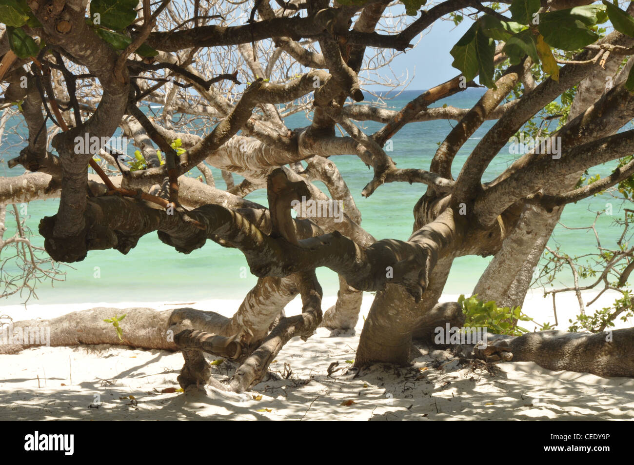 Small mangrove hi-res stock photography and images - Alamy