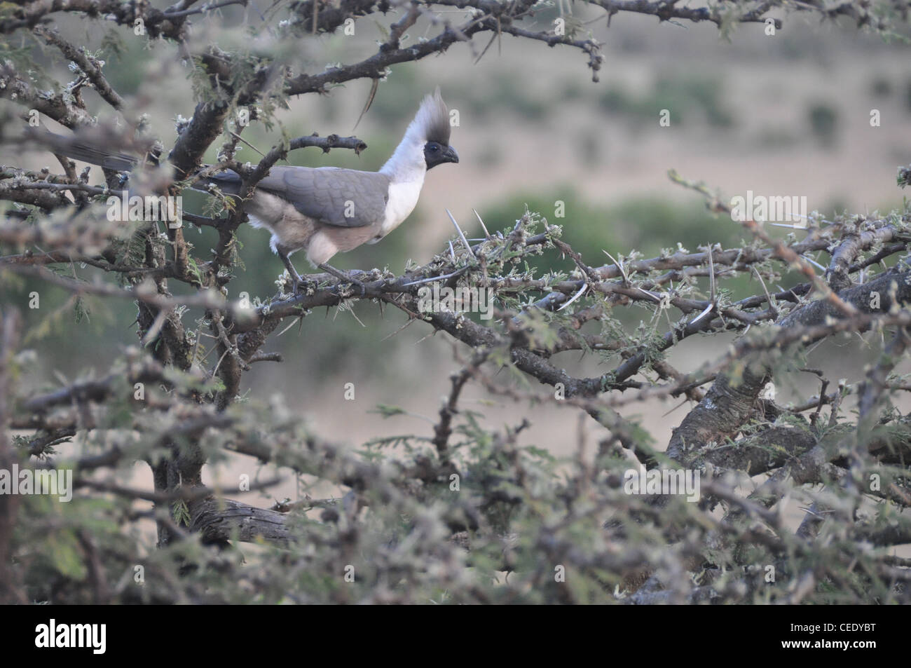Bull Bull bird Stock Photo - Alamy