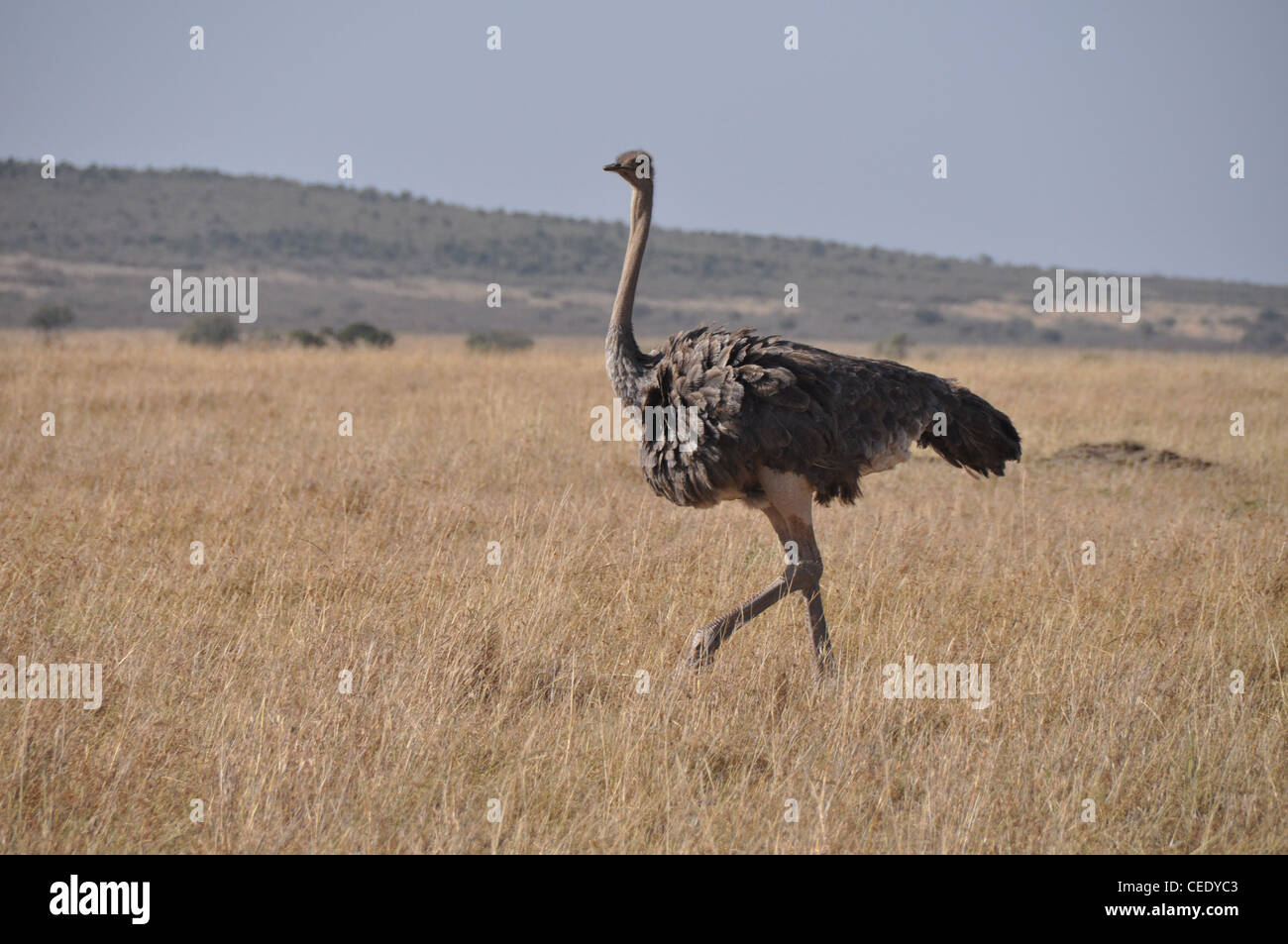 Ostrich in the Savanna Stock Photo - Alamy