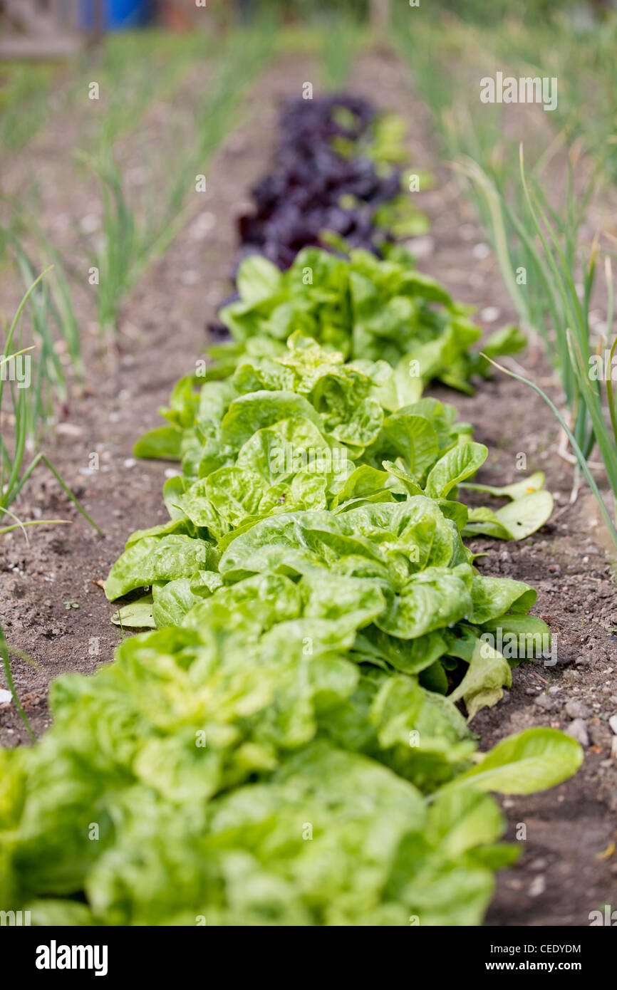 Row of lettuce and spring onions growing in a garden Stock Photo - Alamy