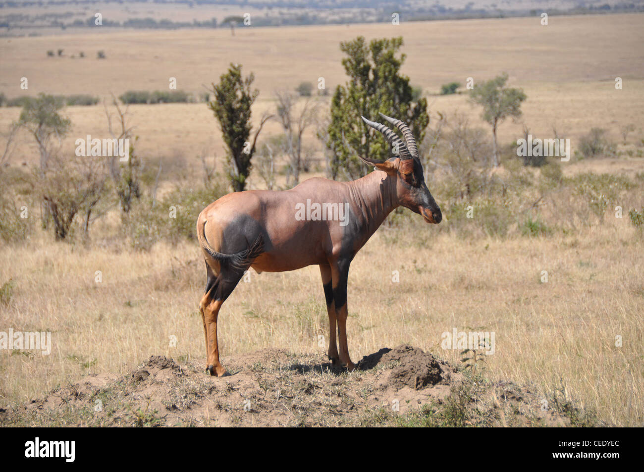 Topi High Resolution Stock Photography and Images - Alamy