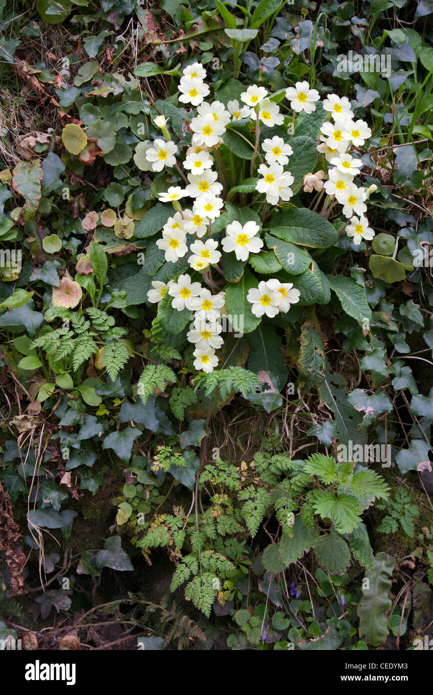 Primrose Primula vulgaris flowering in species rich hedge bank with ...