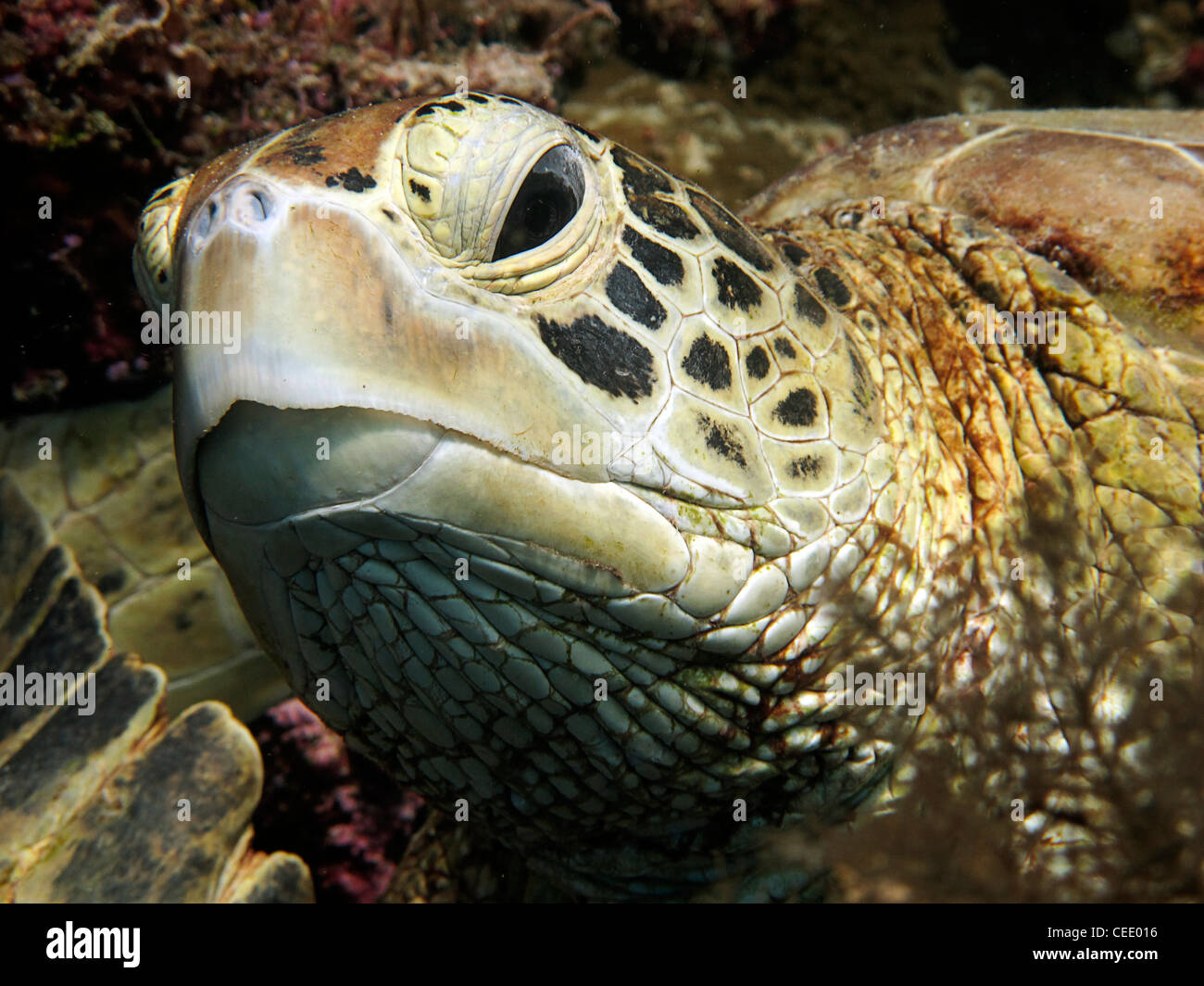 Turtle Head Close Up Underwater in Sipadan, Malaysia Stock Photo - Alamy