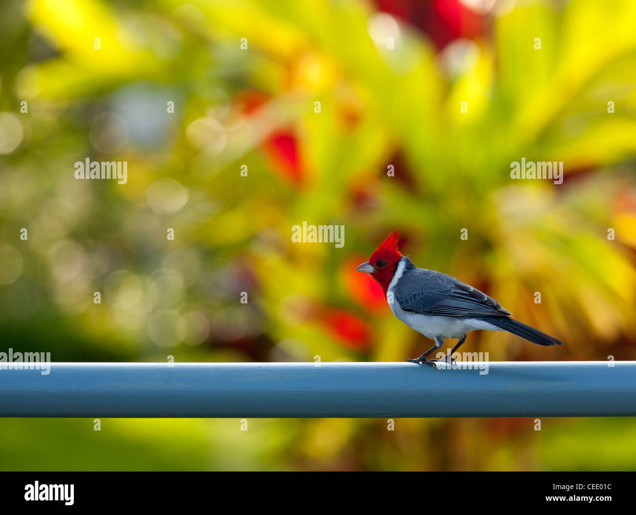 Red crested bird hi-res stock photography and images - Alamy