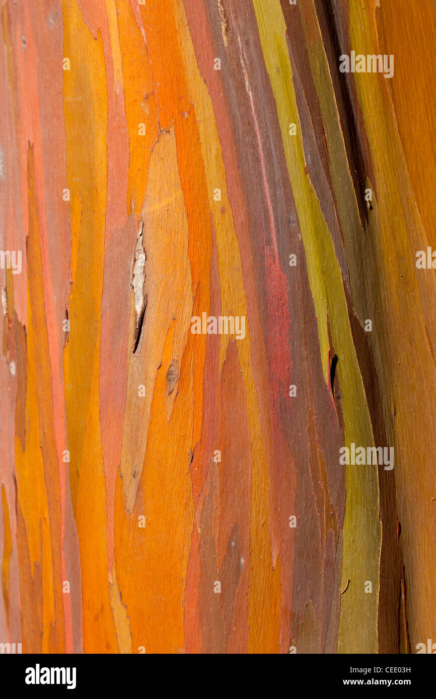 Bark pattern eucalyptus tree hi-res stock photography and images - Alamy