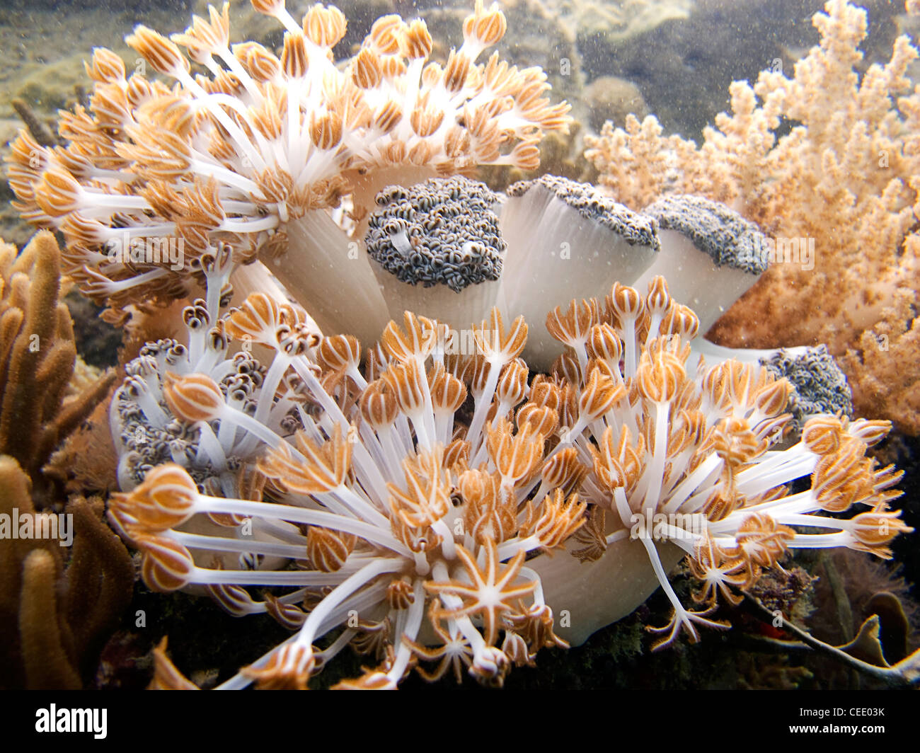 Soft corals on the reef - underwater Stock Photo - Alamy