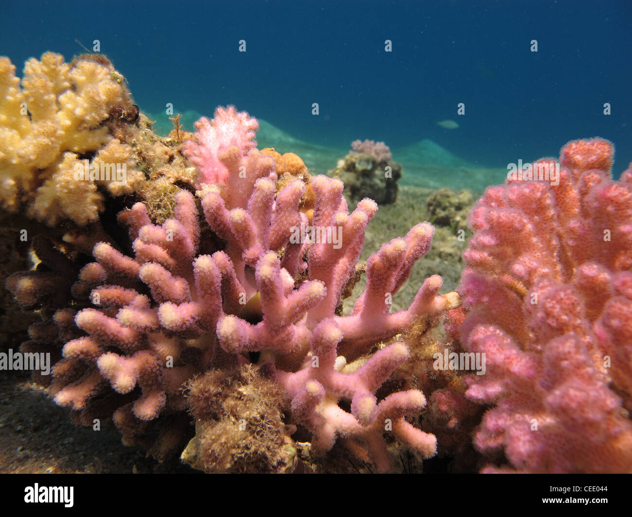 Colorful corals and a clear blue sea Stock Photo - Alamy
