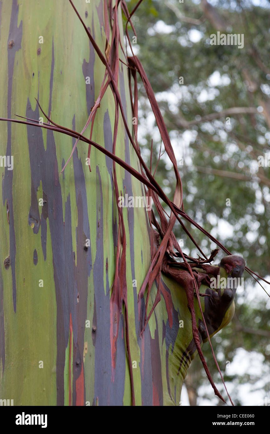 Close up of trunk of eucalyptus tree showing colorful patterns Stock ...