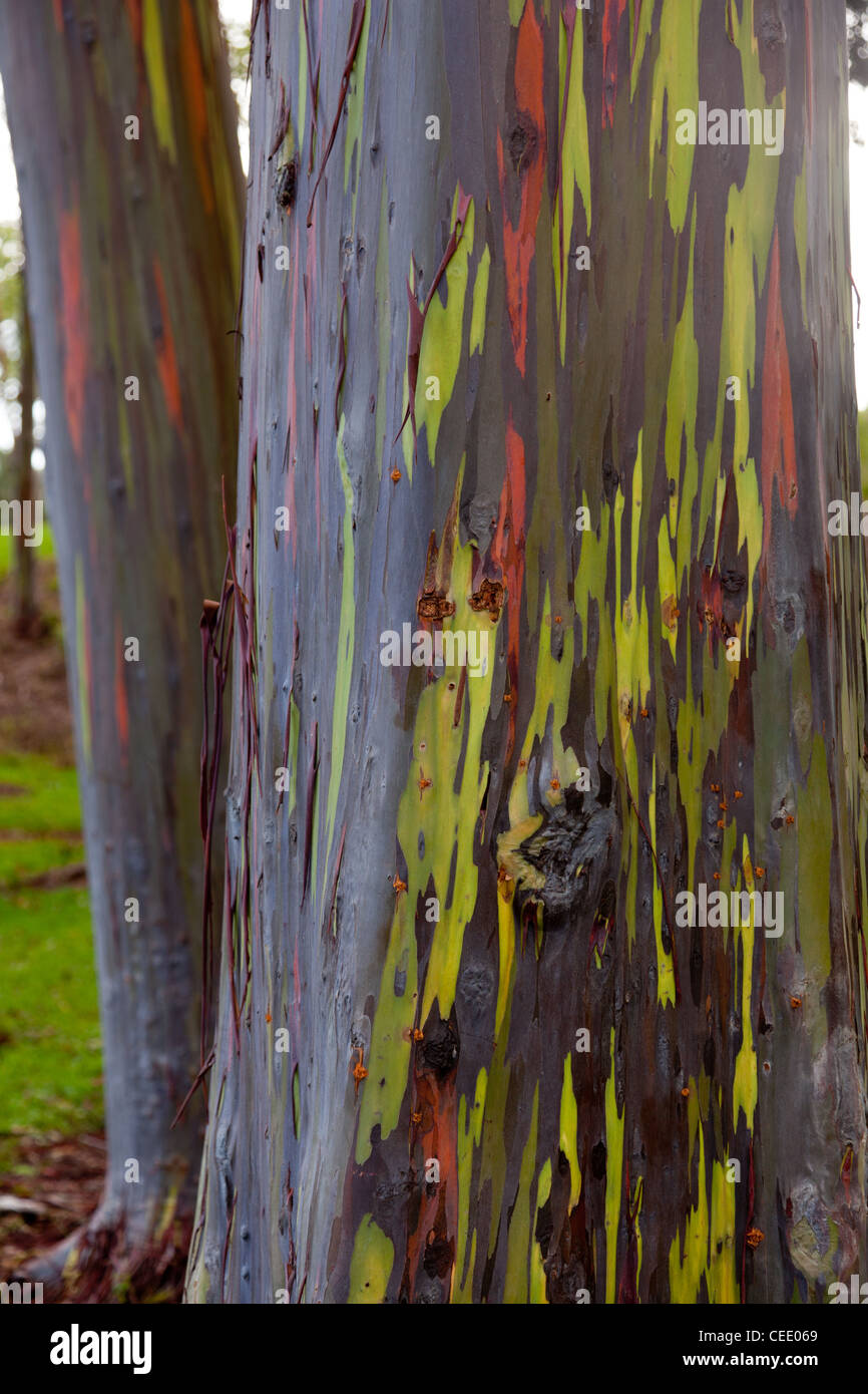 Close up of trunk of eucalyptus tree showing colorful patterns Stock ...