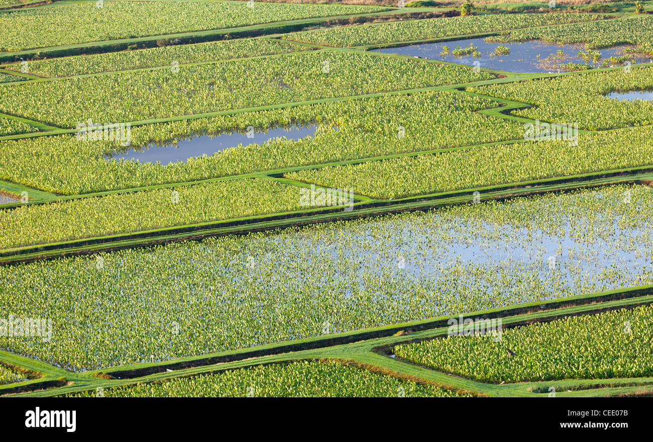 Hanalei Valley on island of Kauai with taro ponds pattern Stock Photo ...