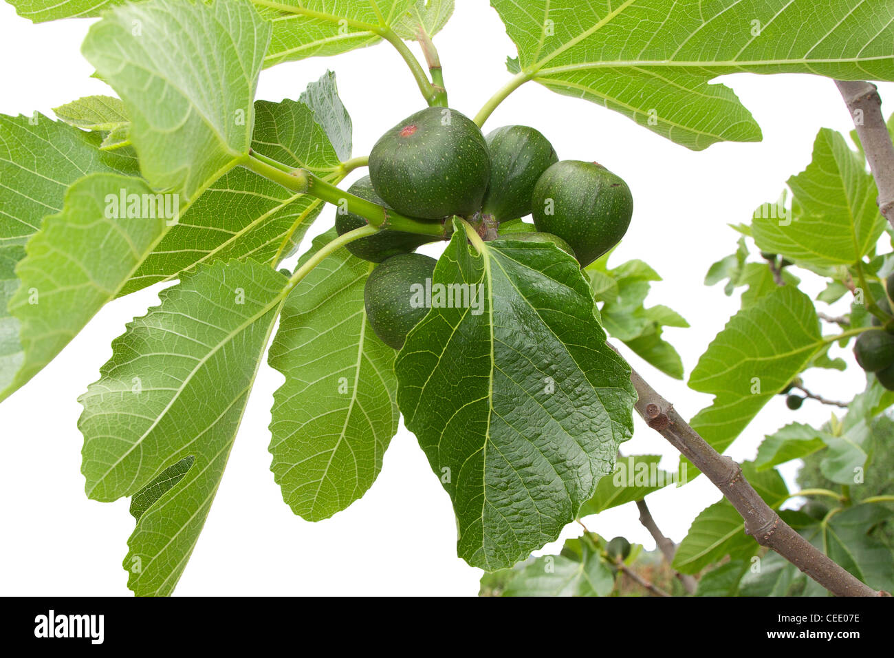 Fig Tree Brunch, width a load of figs Stock Photo - Alamy