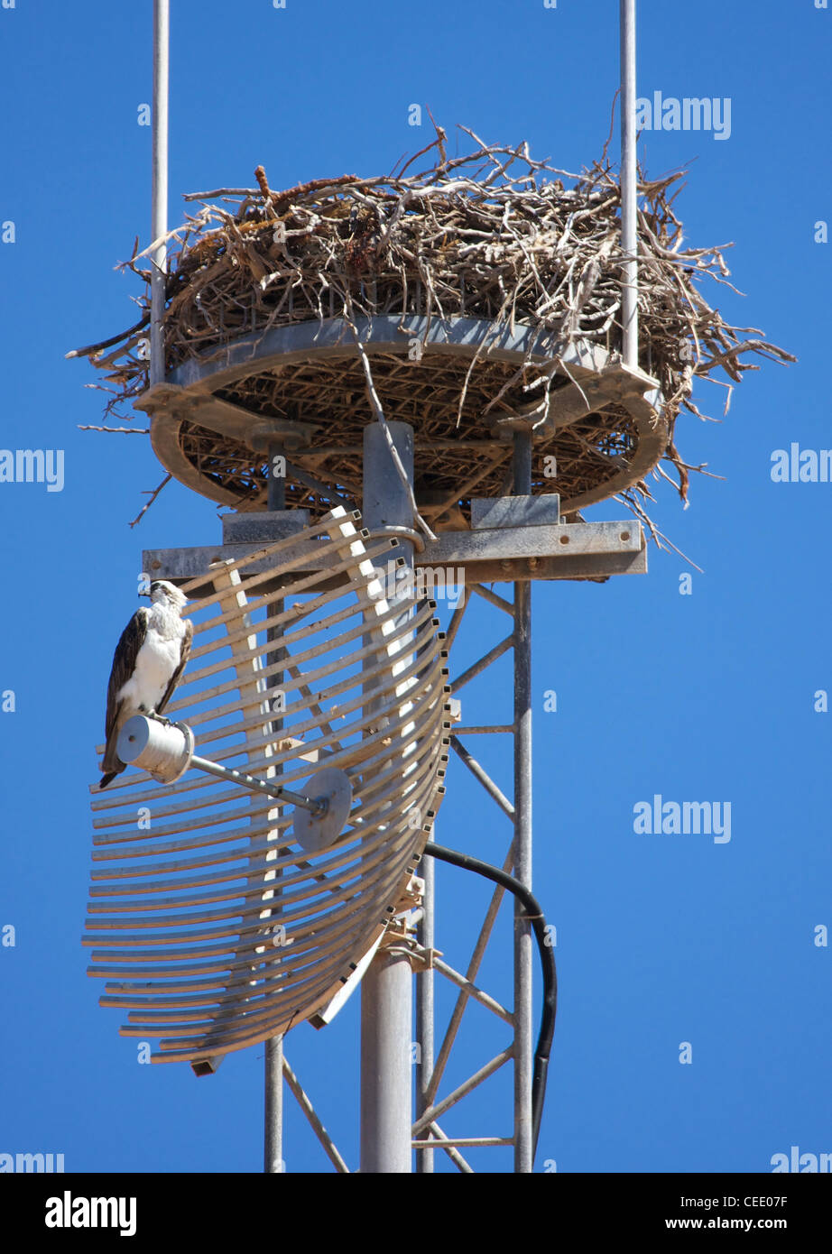 Communications mast built with a nesting platform occupied by an Osprey ...