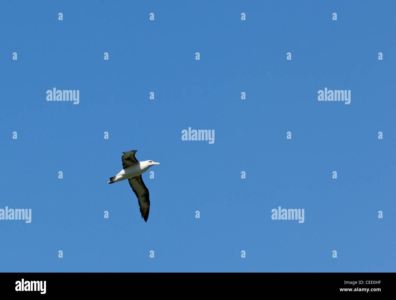 Albatross soaring in blue sky Stock Photo - Alamy