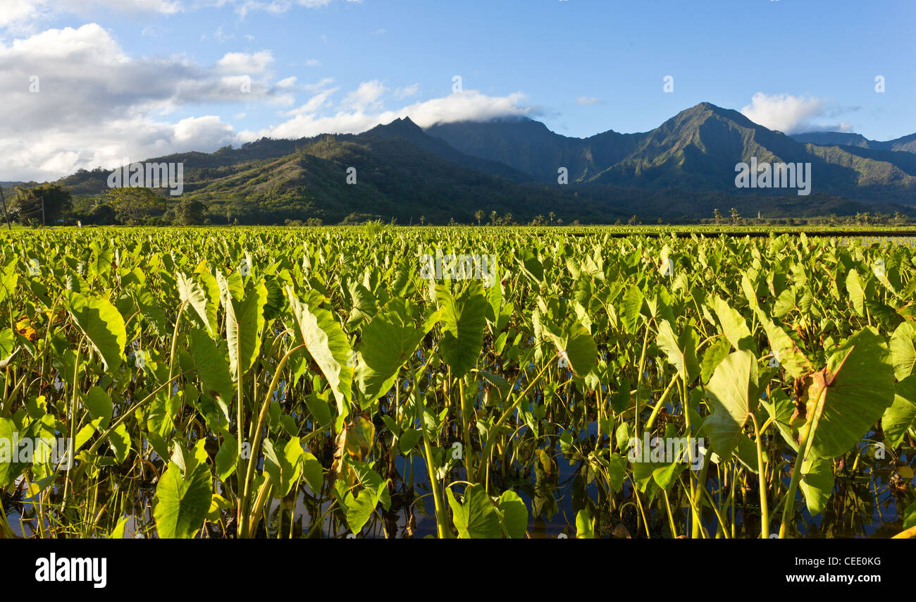 Hanalei valley hi-res stock photography and images - Alamy
