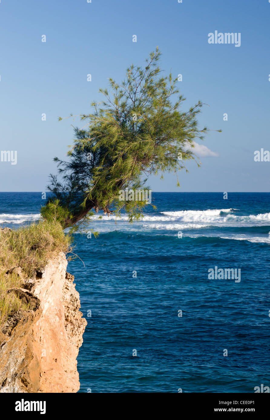 Single hardy tree clinging to cliff face overhanging the rough sea ...