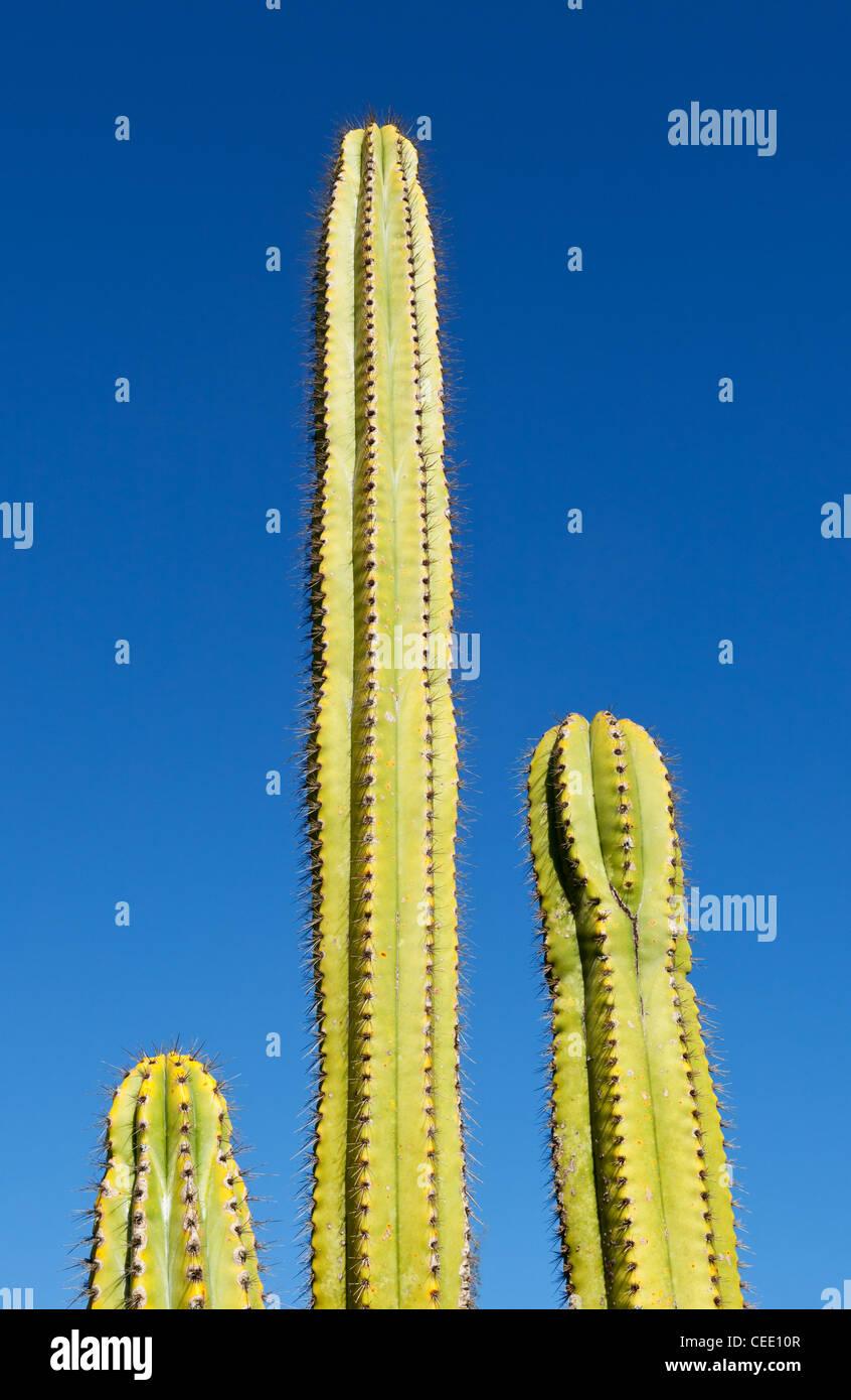 Trio of cacti hi-res stock photography and images - Alamy