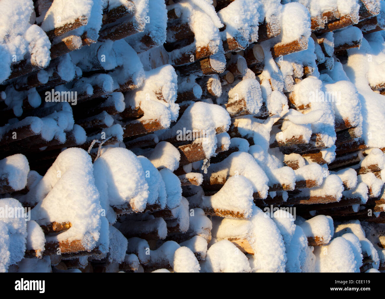 Snow covered pine ( pinus sylvestris ) log pile , Finland Stock Photo ...