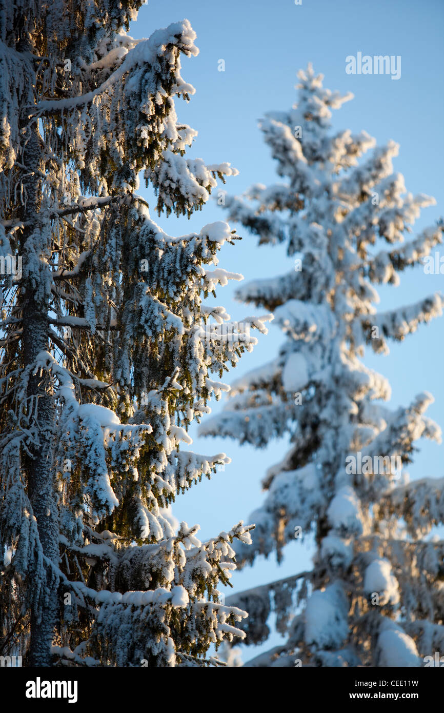 Picea abies trees hi-res stock photography and images - Alamy