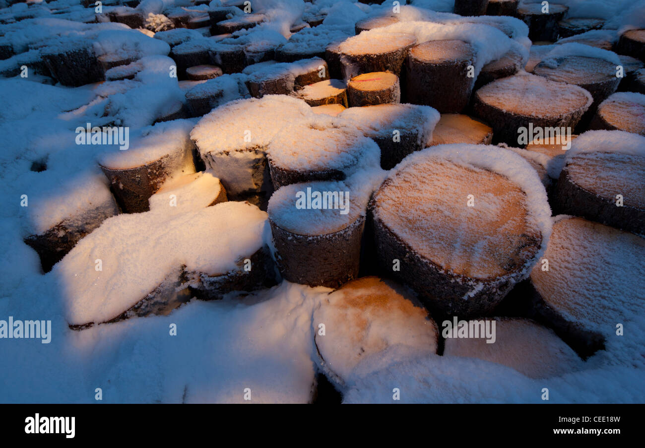 Log Ends High Resolution Stock Photography and Images - Alamy