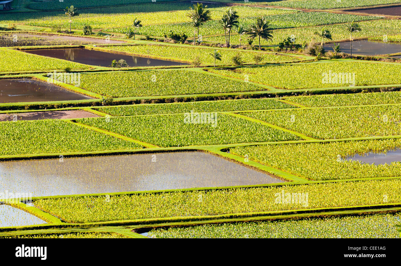 Hanalei Valley on island of Kauai with taro ponds pattern Stock Photo ...