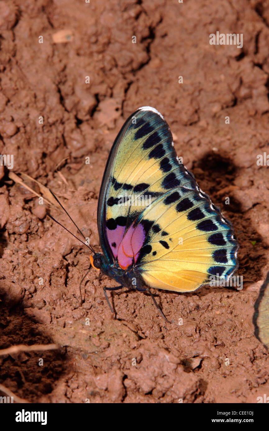 Janetta forester hi-res stock photography and images - Alamy