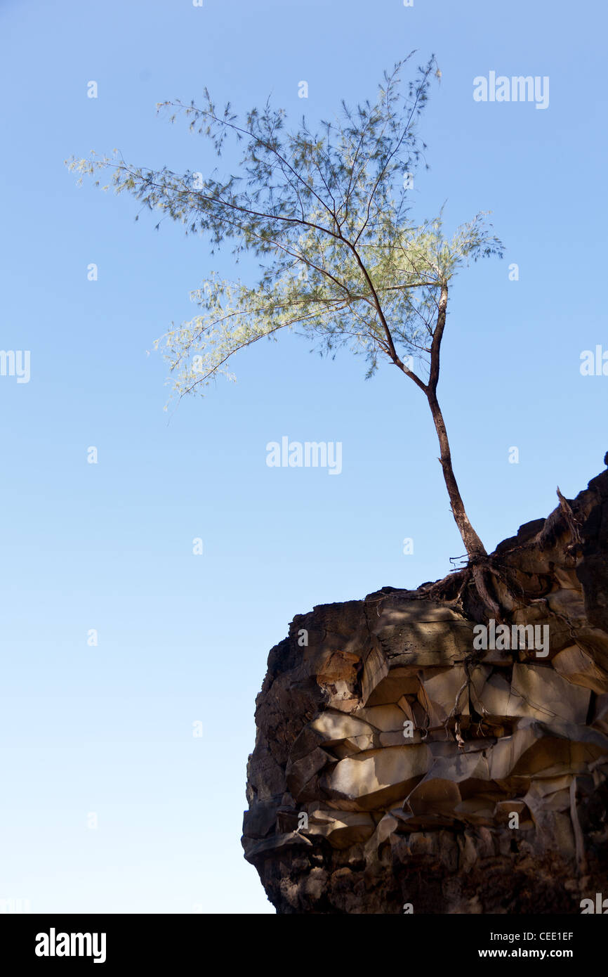 Single hardy tree clinging to cliff face with roots exposed on the ...