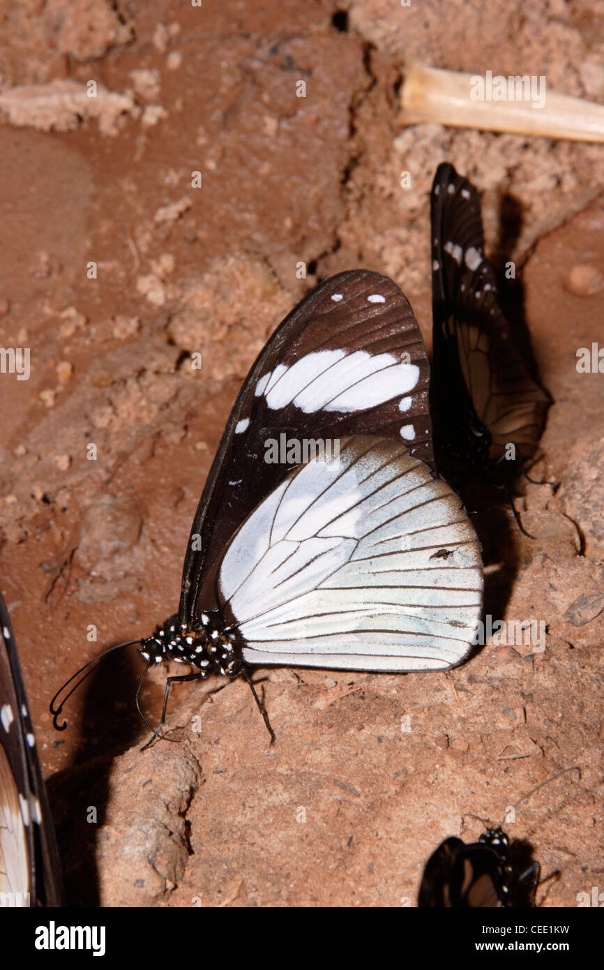 The friar butterfly (Amauris niavius : Danaidae) puddling in rainforest ...