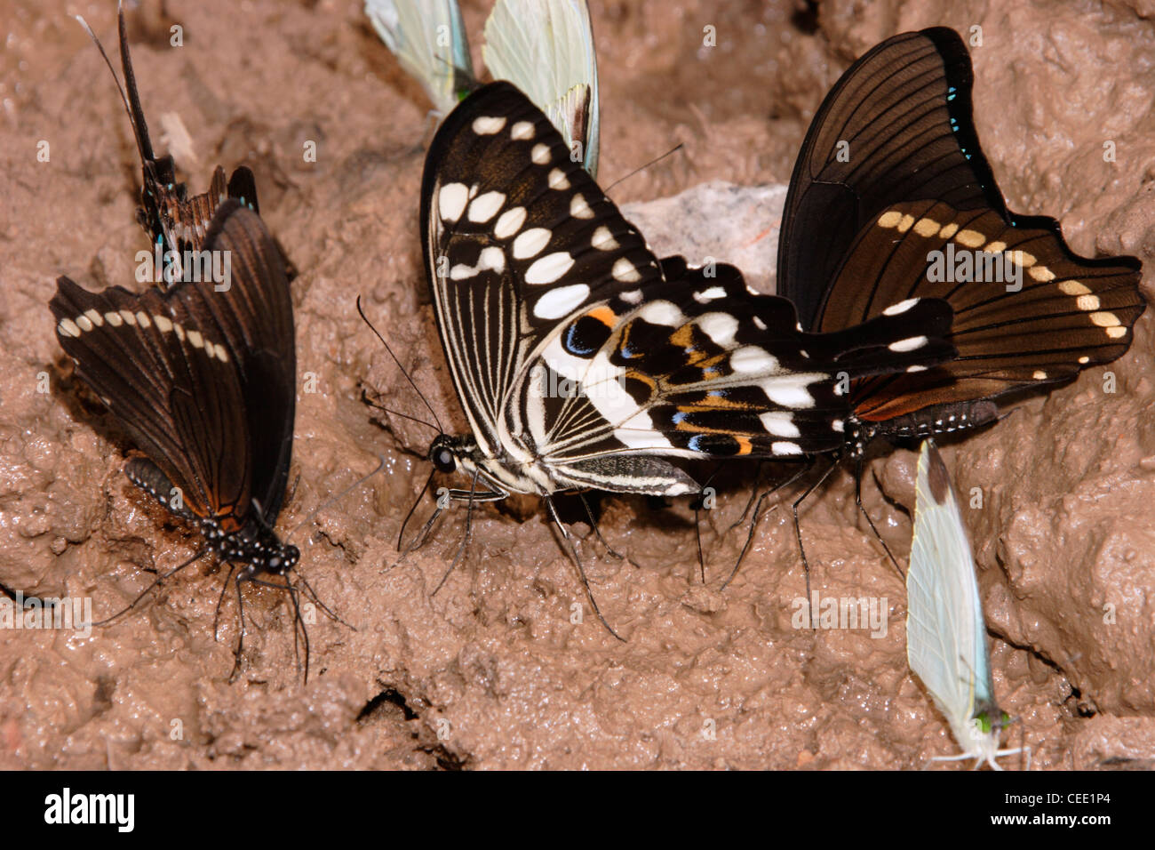 Western emperor swallowtail butterfly (Papilio menestheus ...