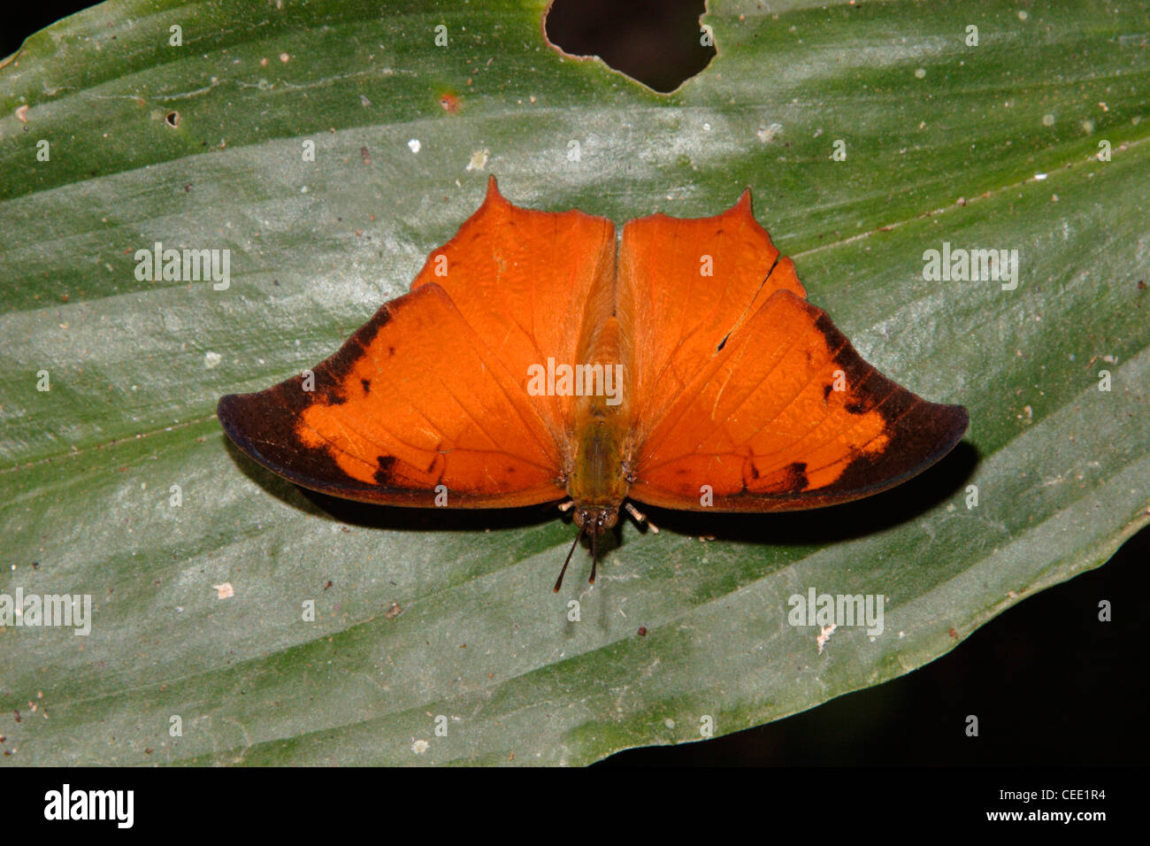 Charaxes pleione hi-res stock photography and images - Alamy