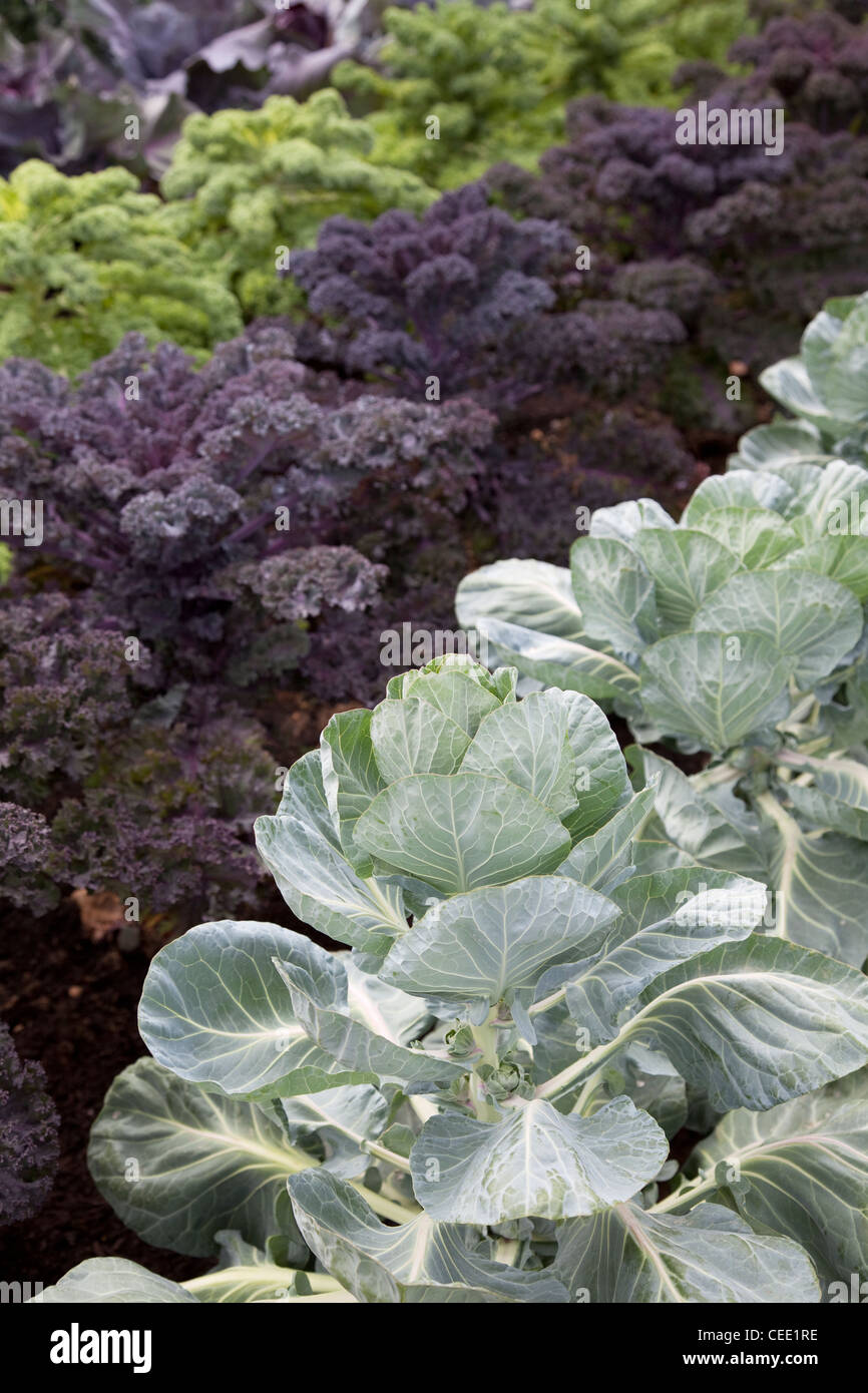cabbages growing in vegetable patch Stock Photo - Alamy