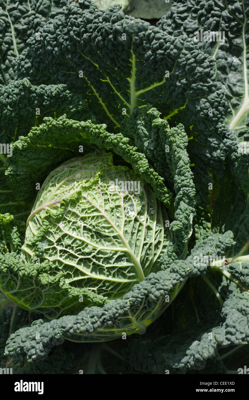 cabbages growing in vegetable patch Stock Photo - Alamy