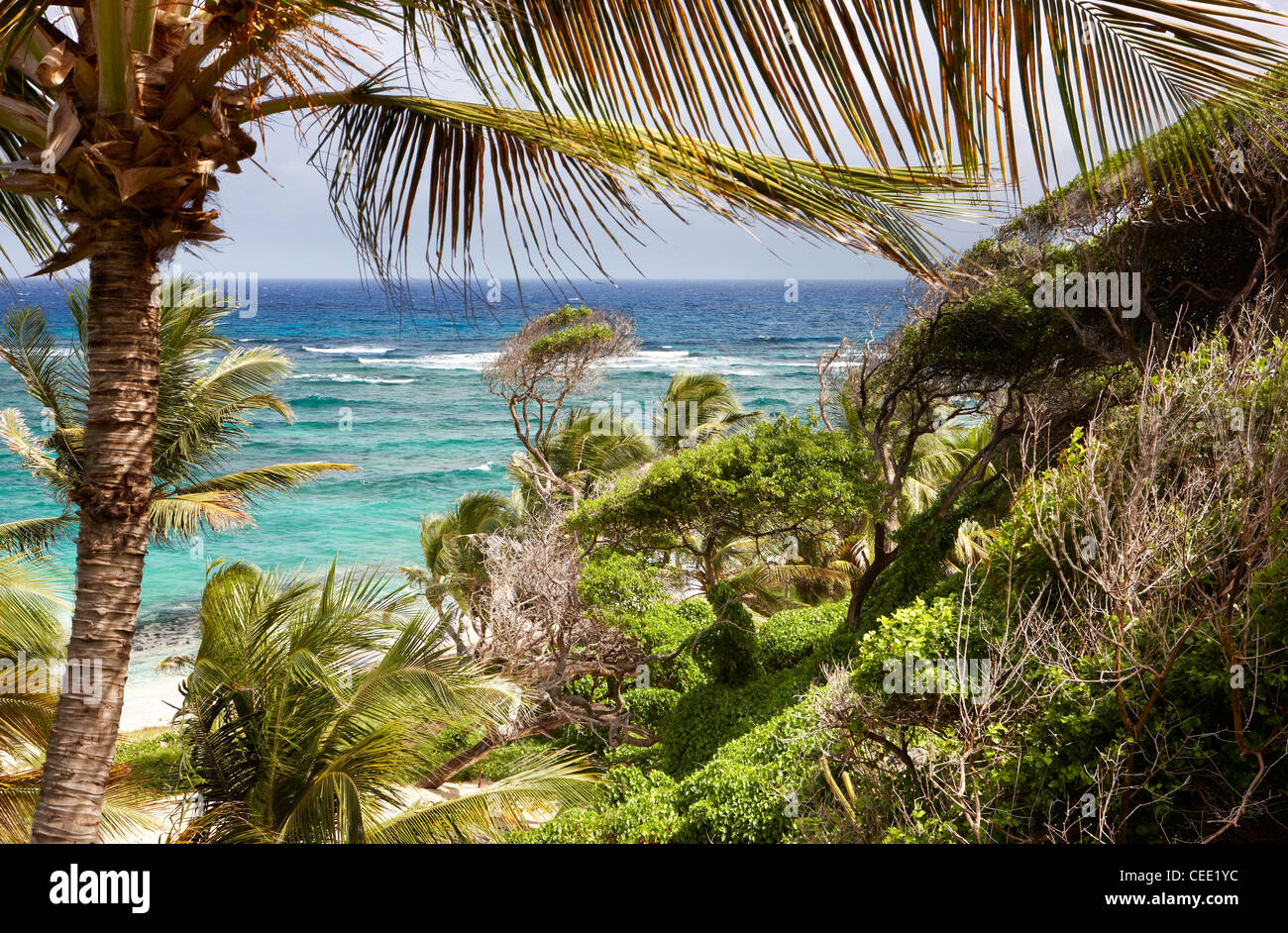 Tropical island trees High Resolution Stock Photography and Images - Alamy