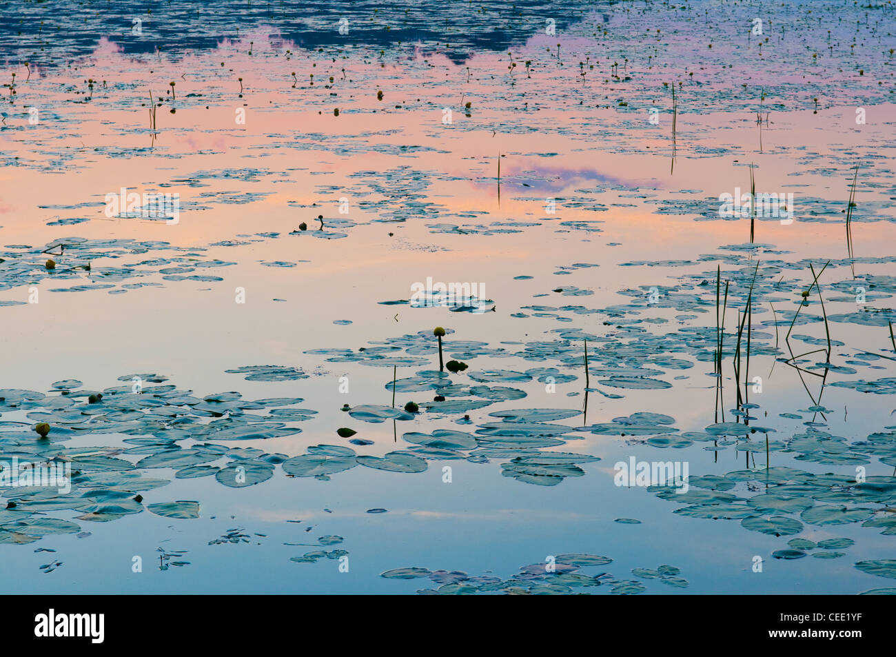 A reflection of the sky at dusk on Lake Jean in Ricketts Glen State ...